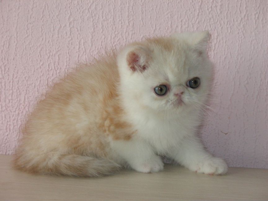 Котик красный серебристый биколор