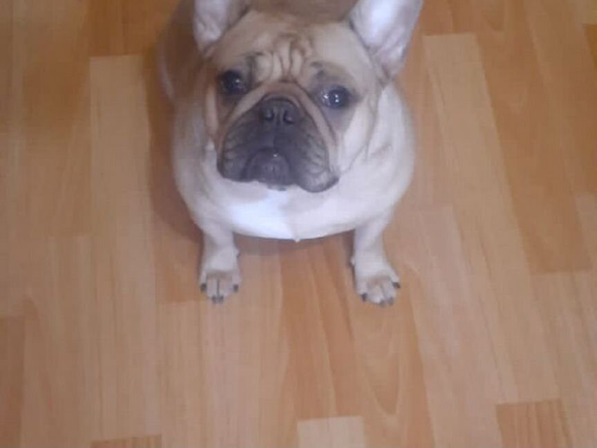 Француженка голубогенная девочка