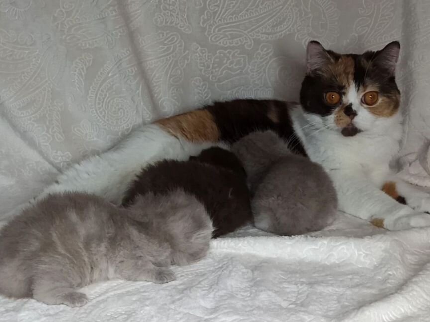 Британская кошечка с родословной