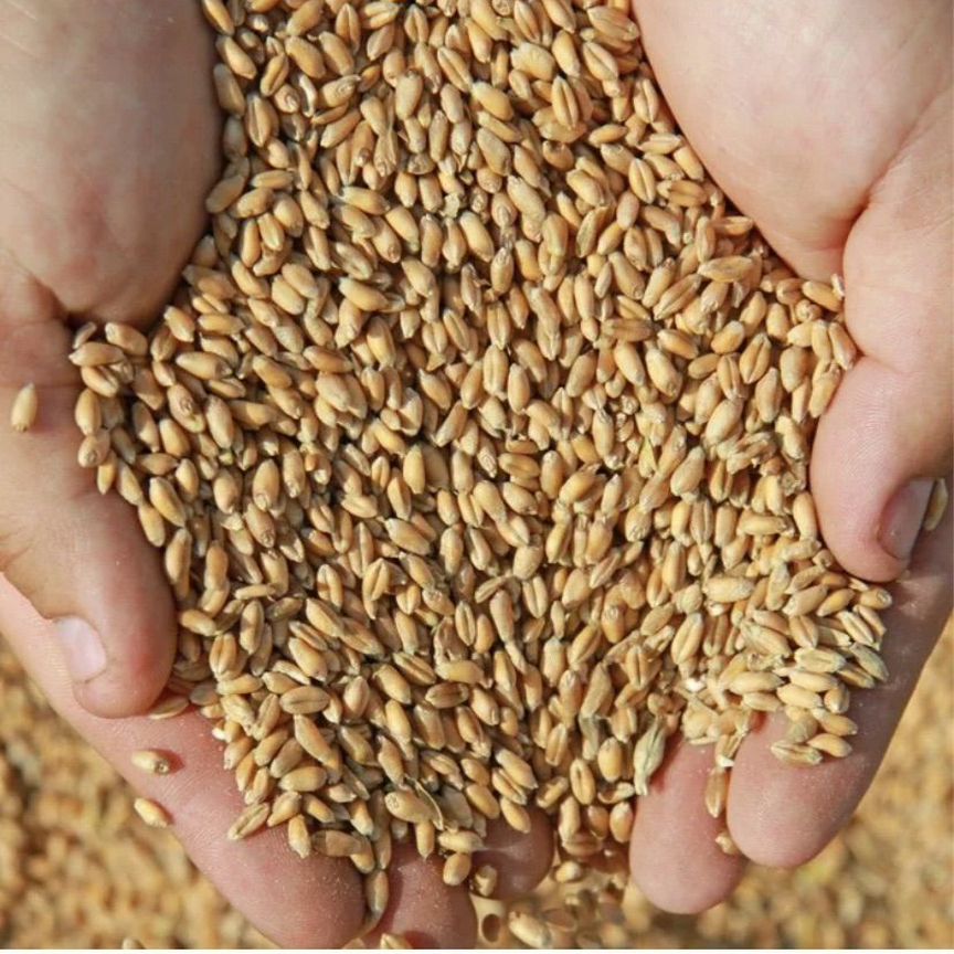 Зерно пшеница