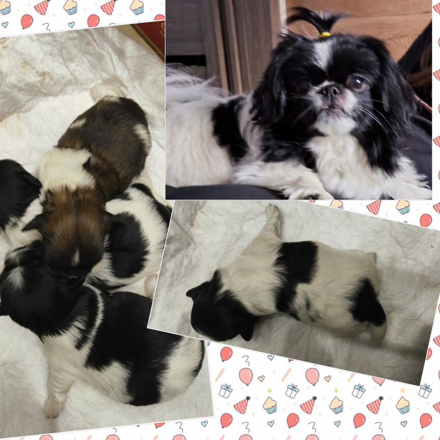 Пекинес, щенок