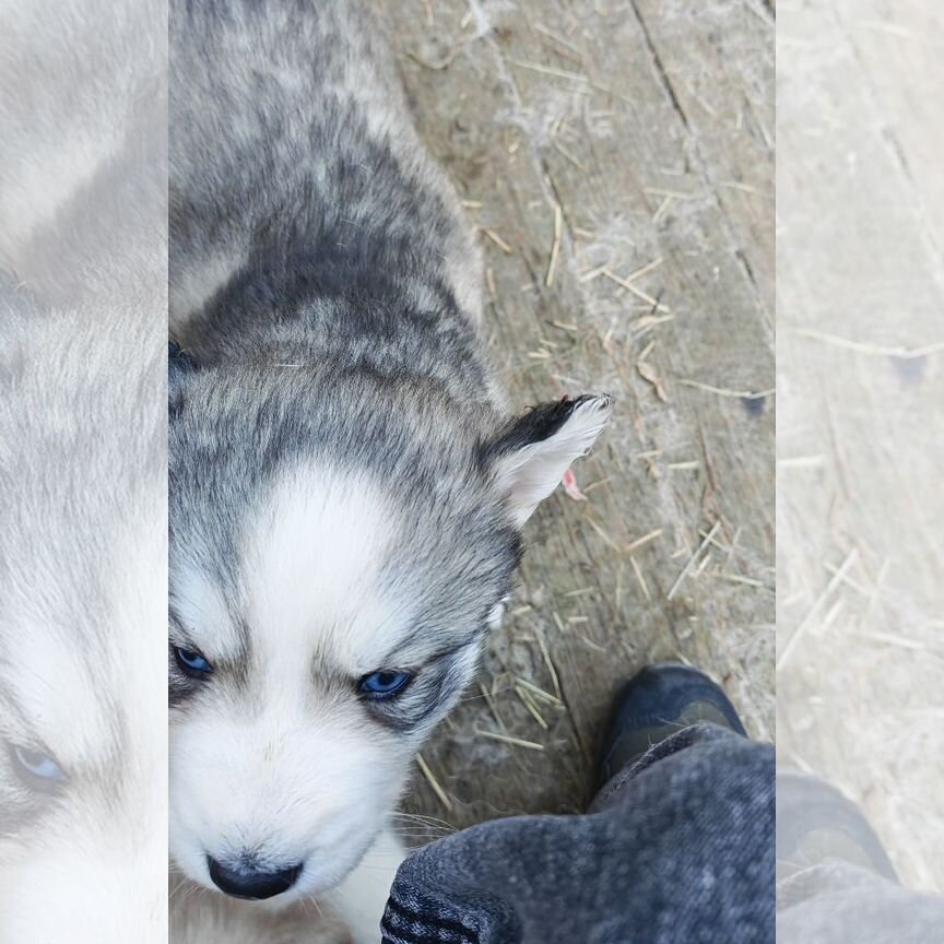 Сибирский хаски, щенок