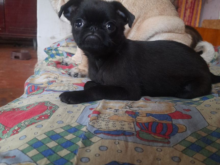 Пти брабансон