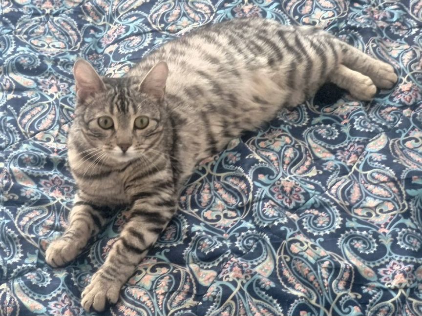 Бенгалка на вязку