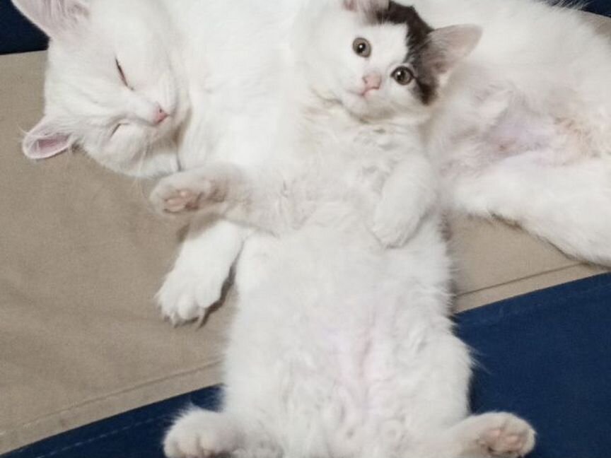 Котята турецкой ангоры