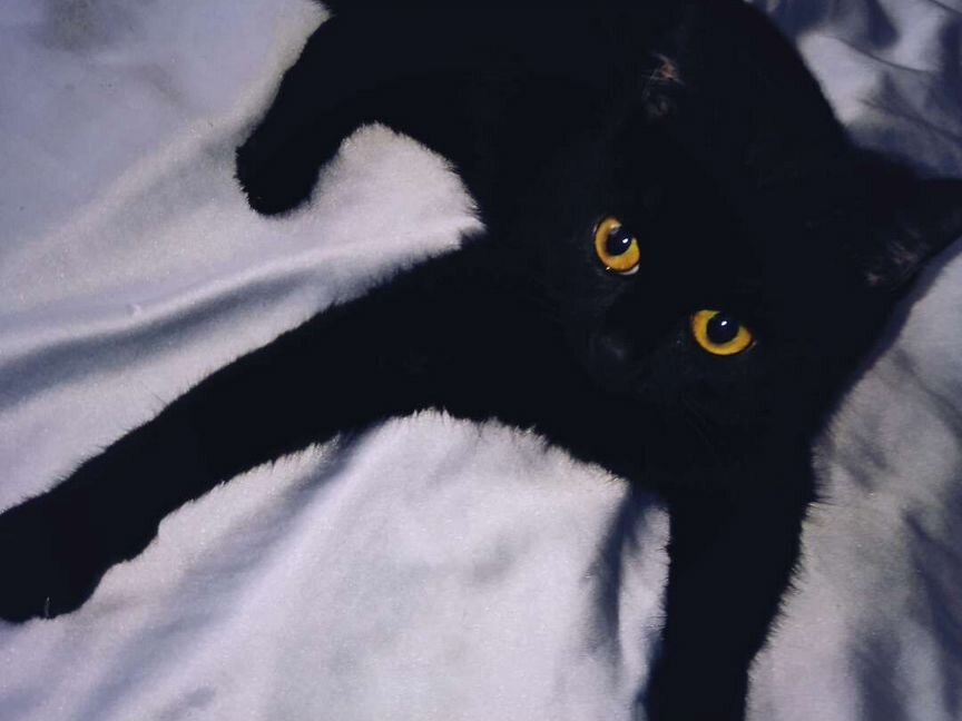 Кошечка с янтарными глазами