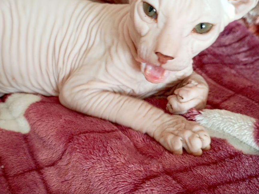 Донской сфинкс котенок