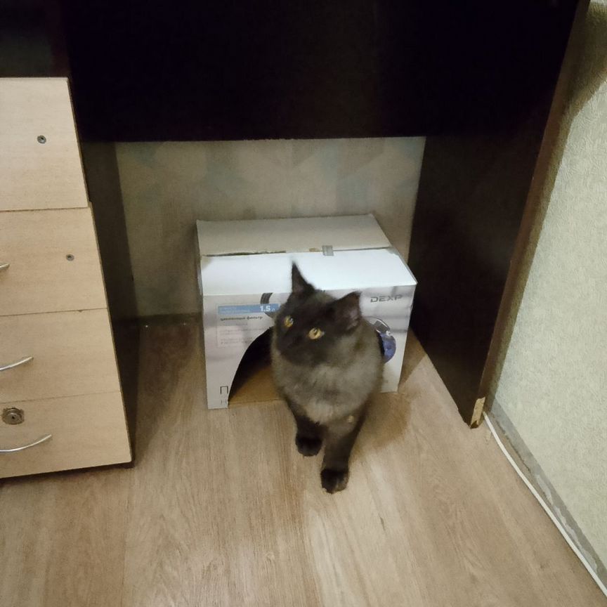 Случка кота