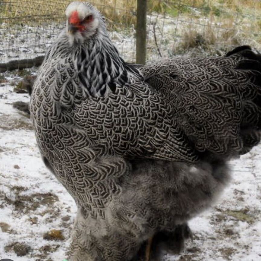 Куры и молодки брама