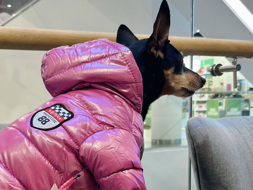 Зимний комбинезон для маленькой собачки