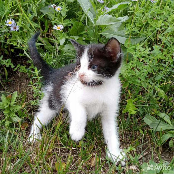 Прекрасные котята ищут любящий дом