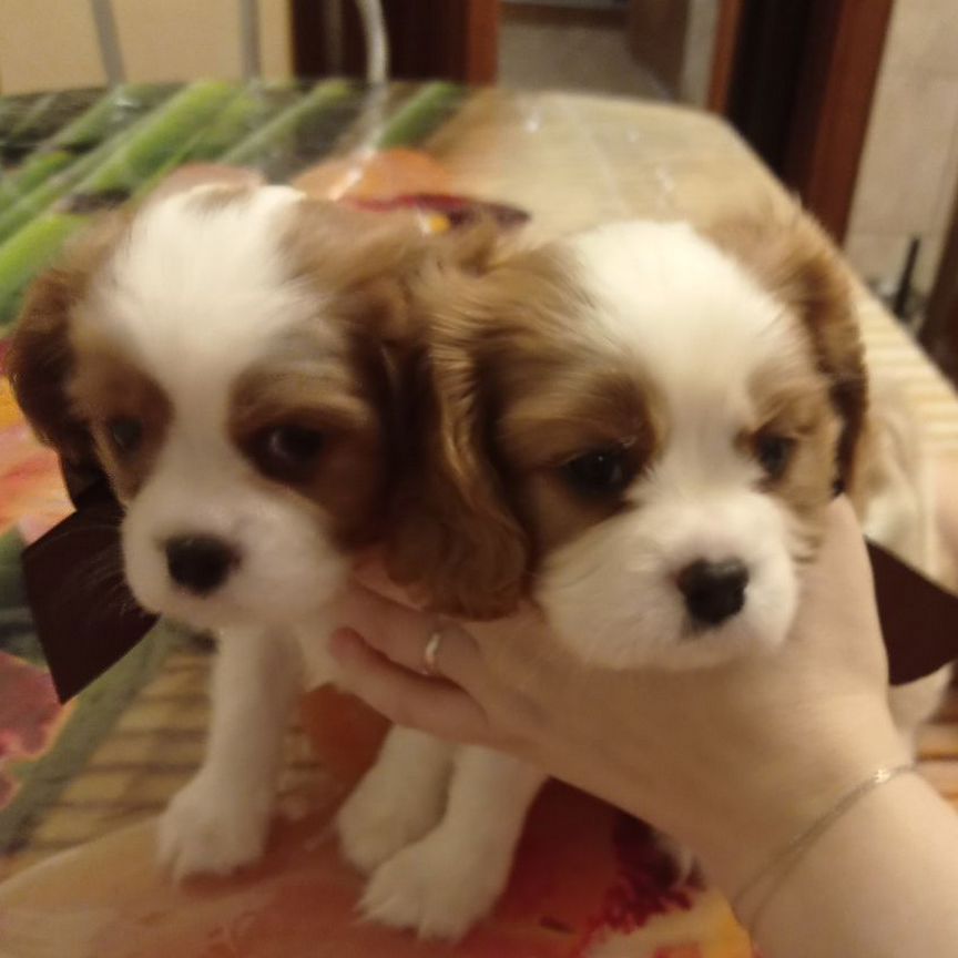 Кавалер кинг-чарльз-спаниель, щенок