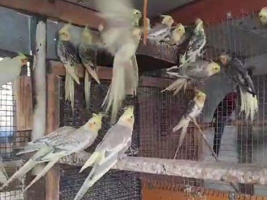 Попугай корелла