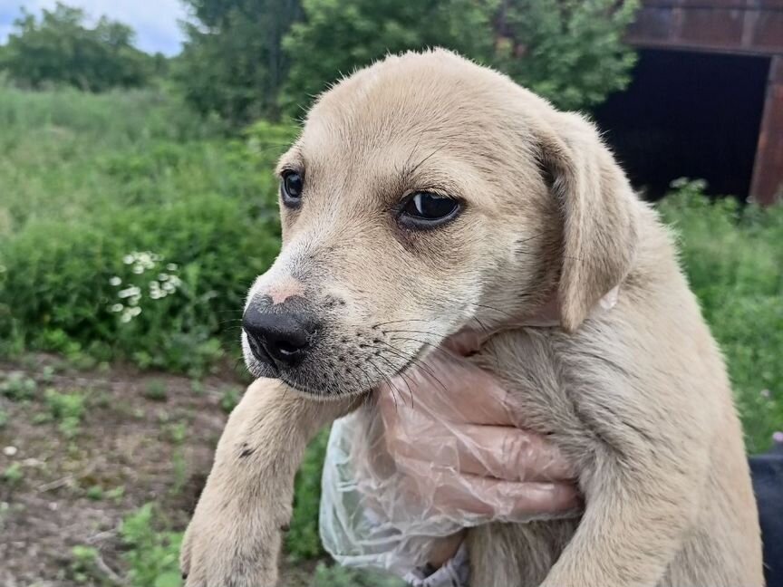 Щенки в добрые руки