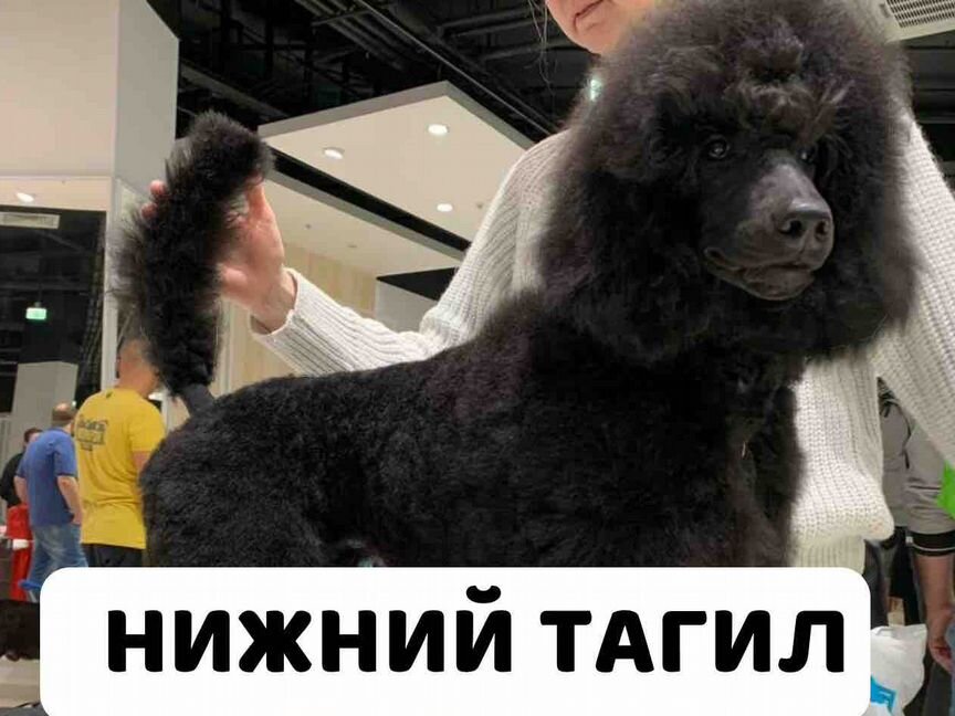 Королевский пудель натан Нижний Тагил