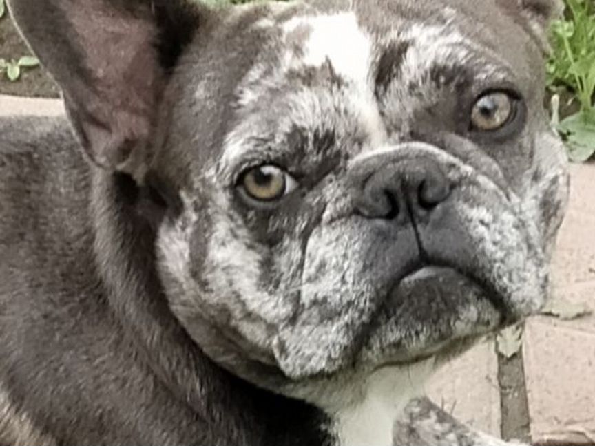 Французский бульдог кобель вязка