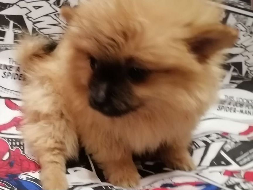 Щенки шпица