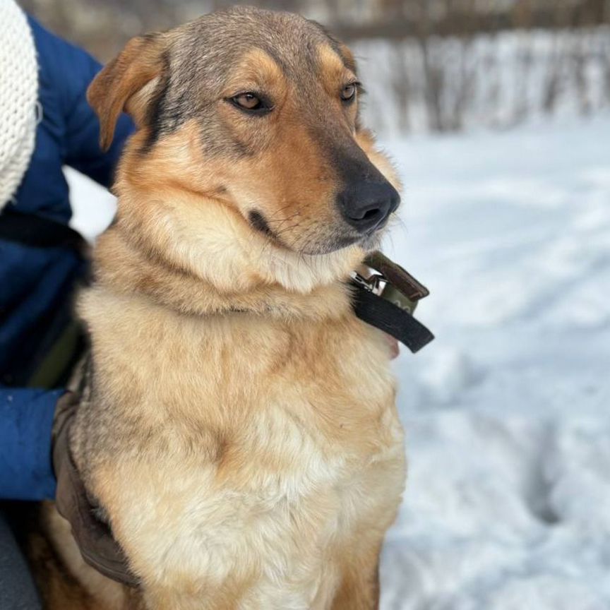Собака в добрые руки