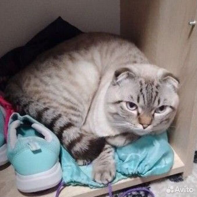 Вывезли кота породистый пусик