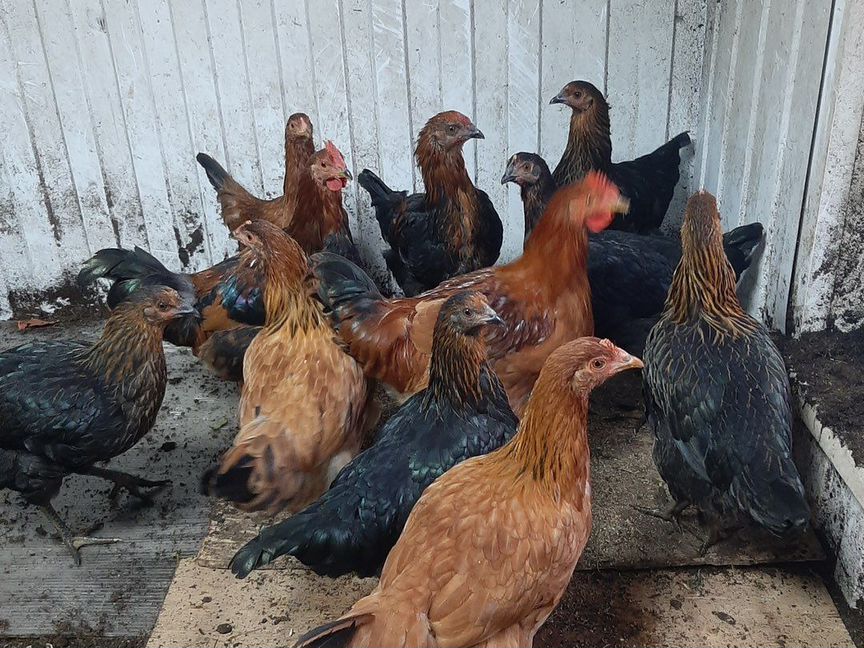 Куры несушки