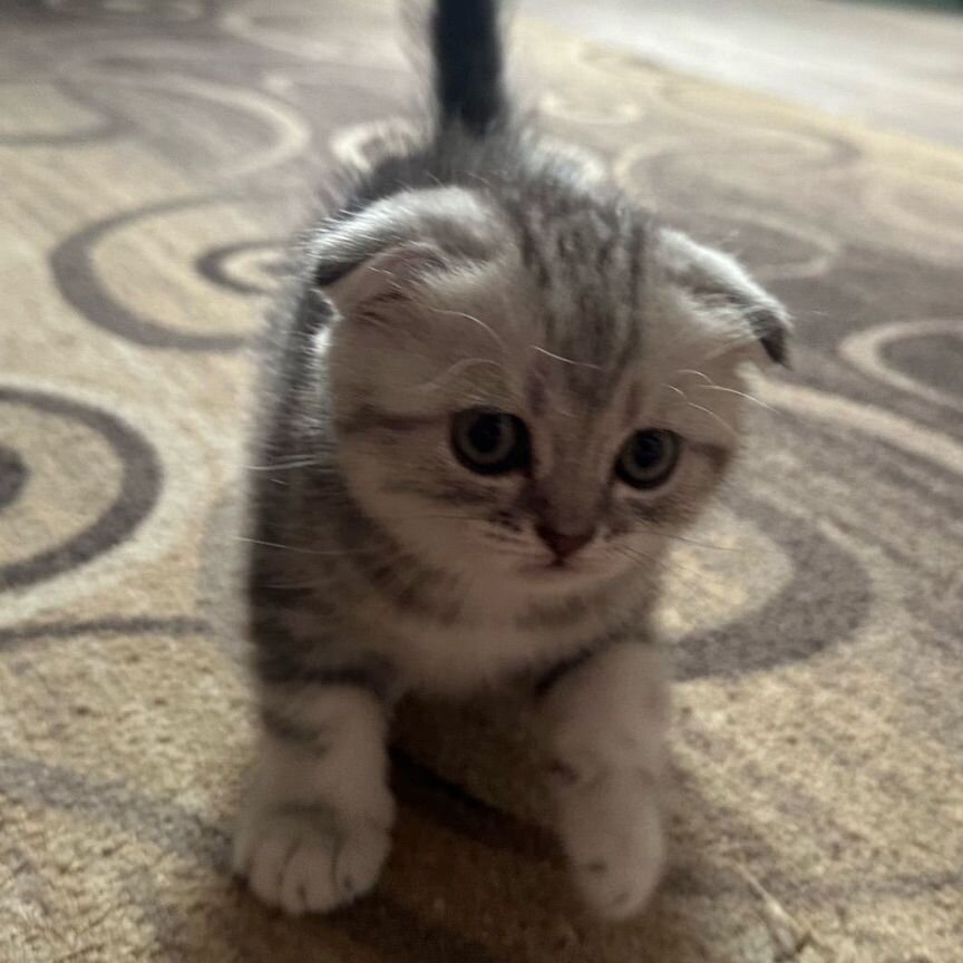 Шотландский вислоухий короткошёрстный котёнок