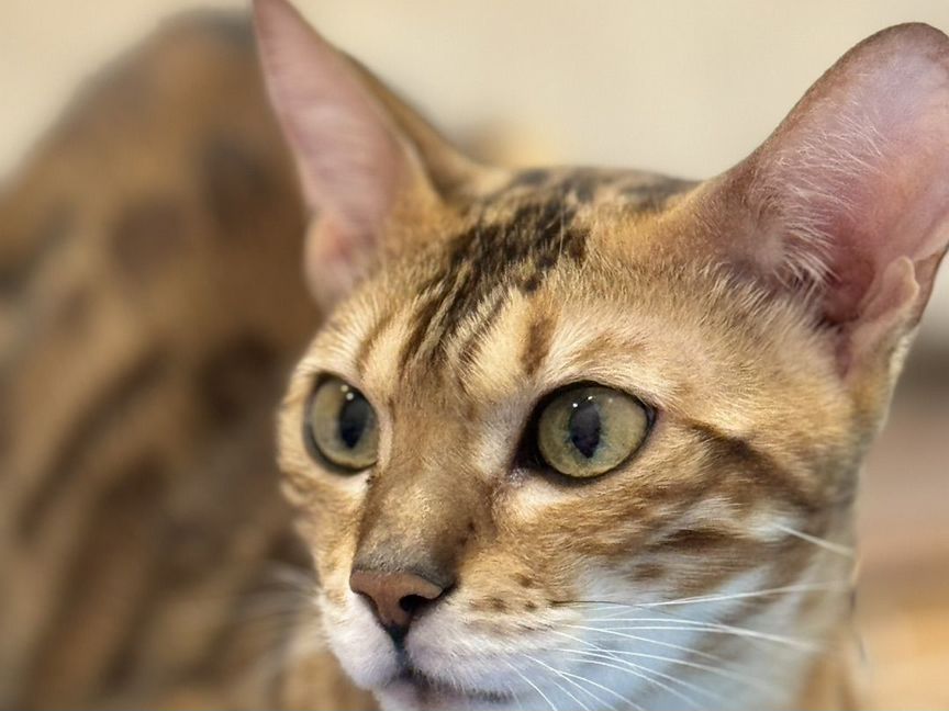 Бенгальская кошка