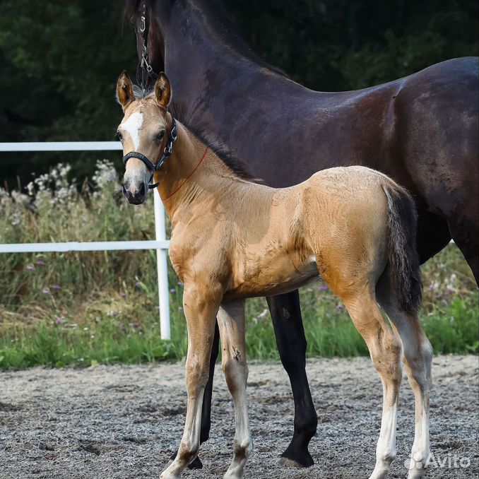 Андалузский жеребчик
