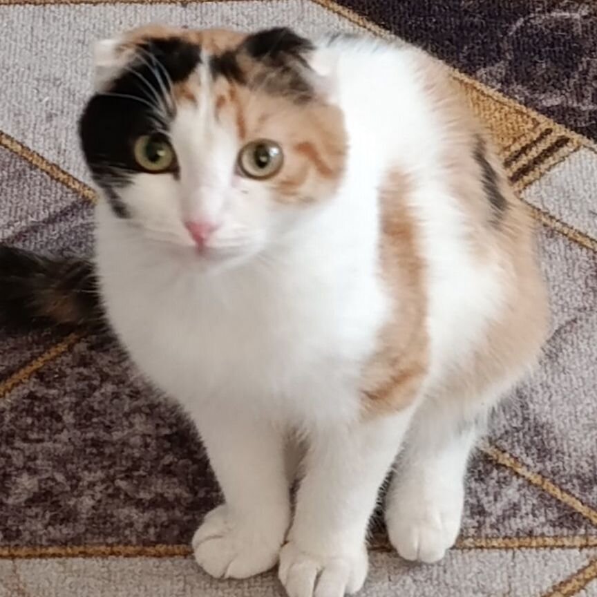 Молодая вислоухая кошечка