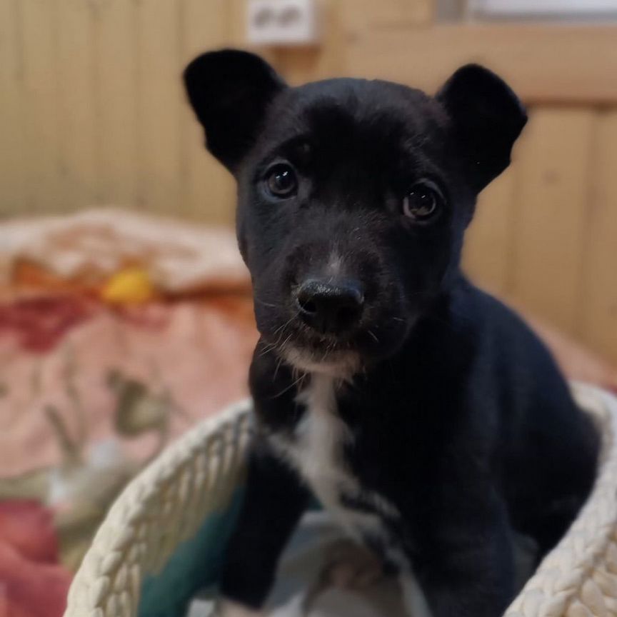 Щенок в добрые руки