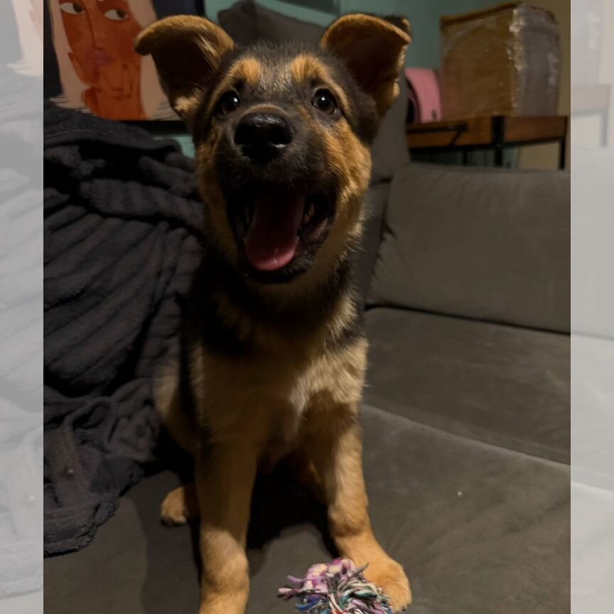 Немецкая овчарка, щенок