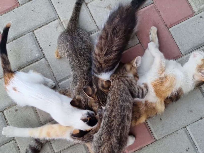 Котенок от крысоловки