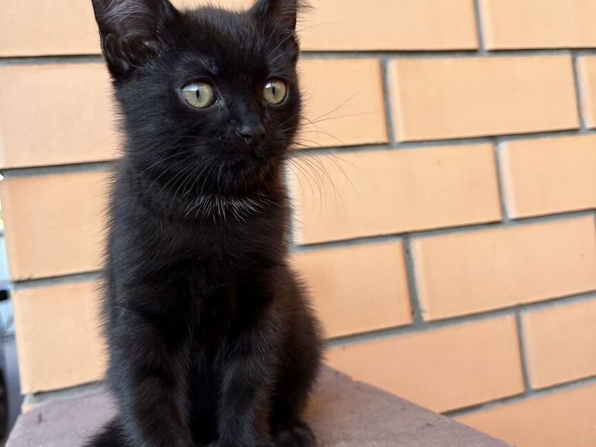 Очаровательная девочка ищет своих хозяев