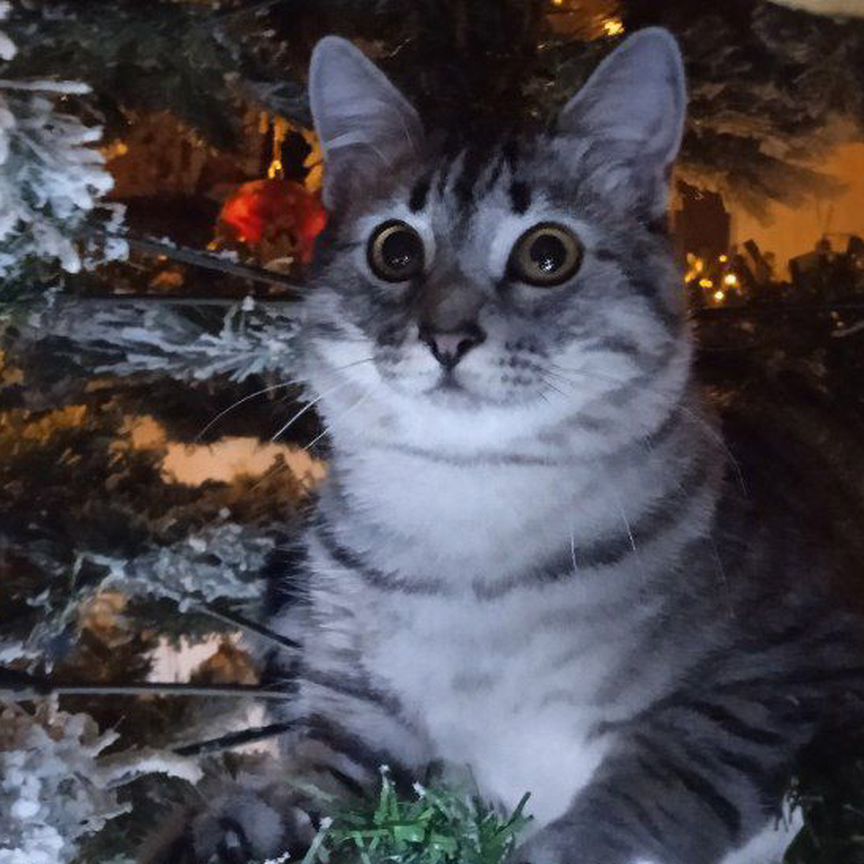 Британский кот