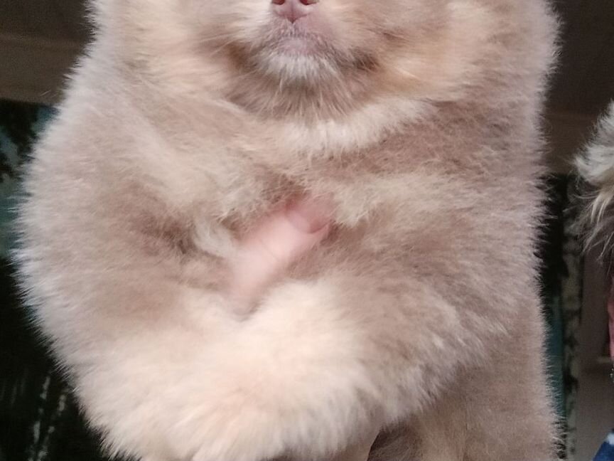 Лиловый мачо