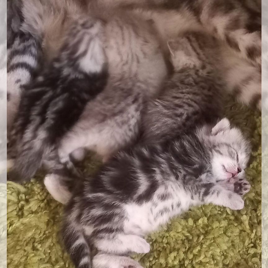 Шотландский вислоухий короткошёрстный котёнок