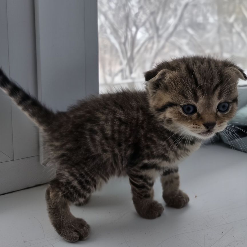 Шотландский вислоухий короткошёрстный котёнок
