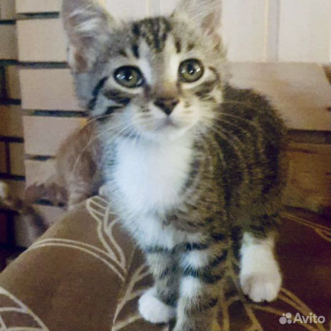 Котеноек- тигренок