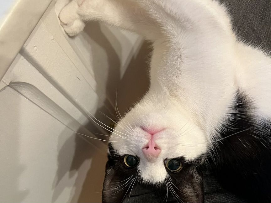 Шелли хочет домой