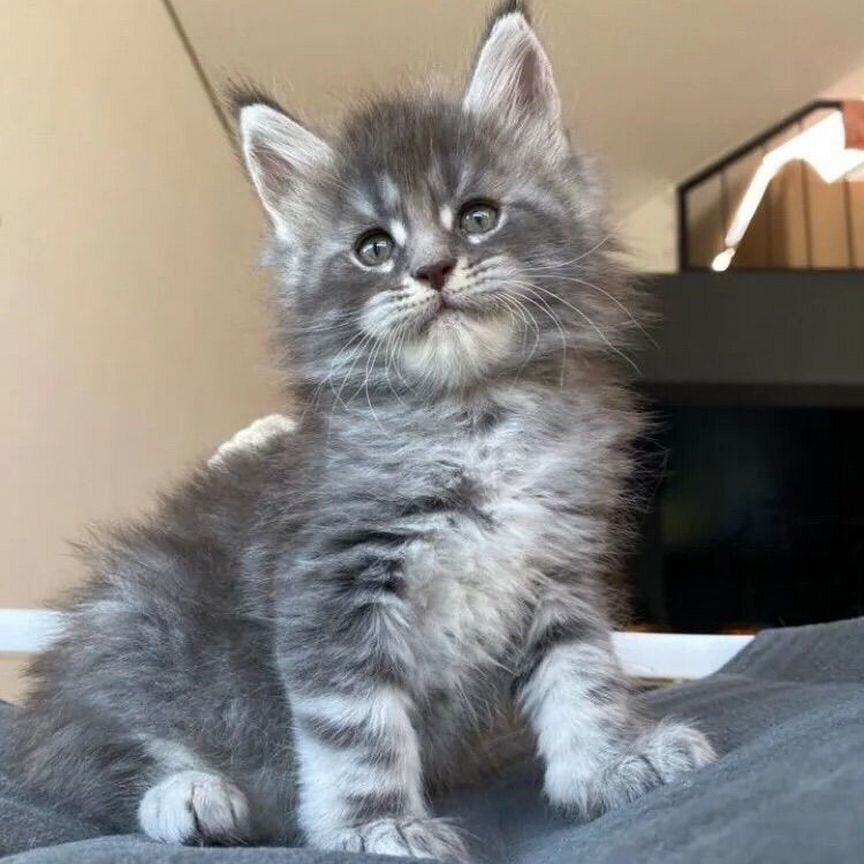 Котята