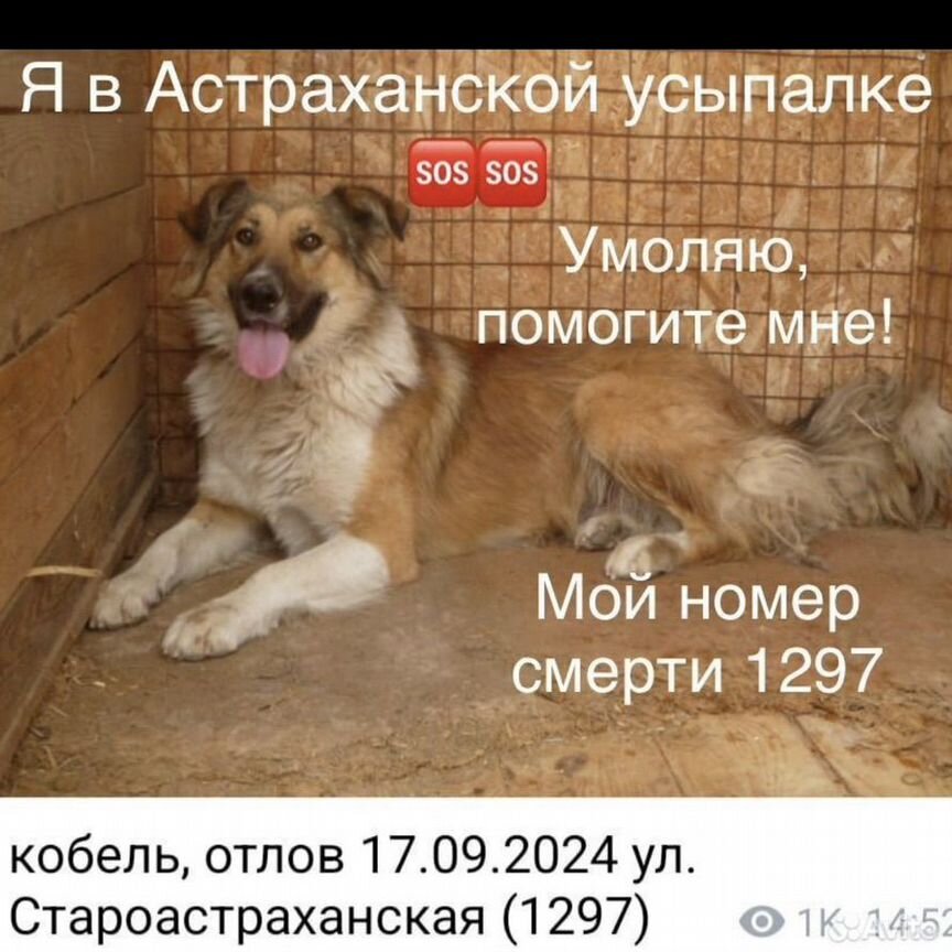 Спасите собаку от смерти
