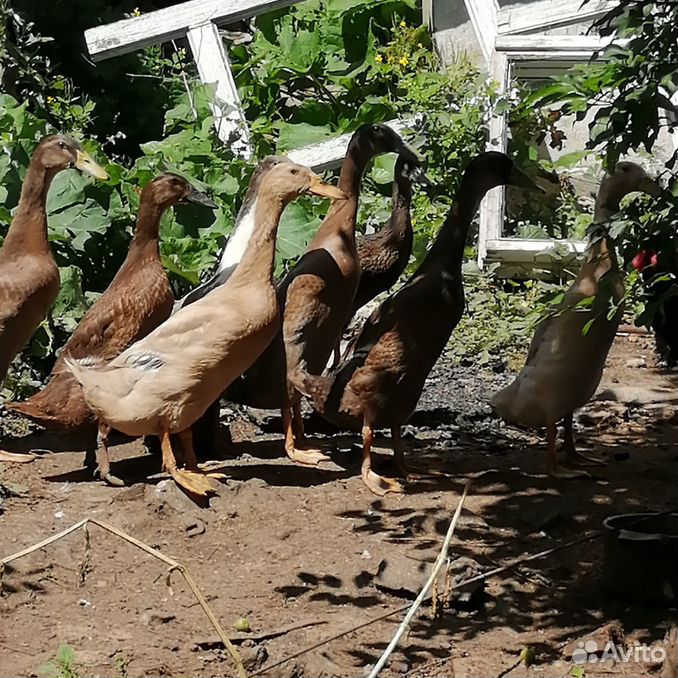 Индийские бегунки и индоутки