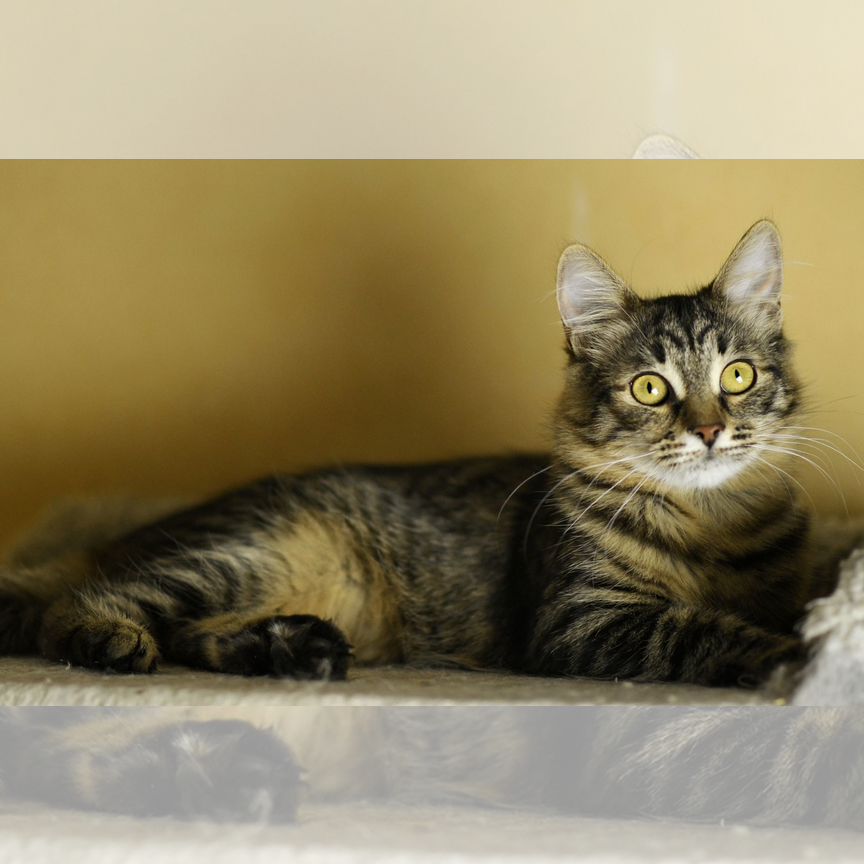 Кошка Аля в добрые руки