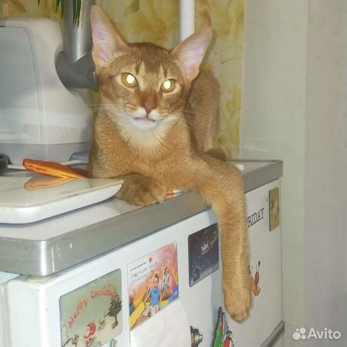 Абиссинец на вязку