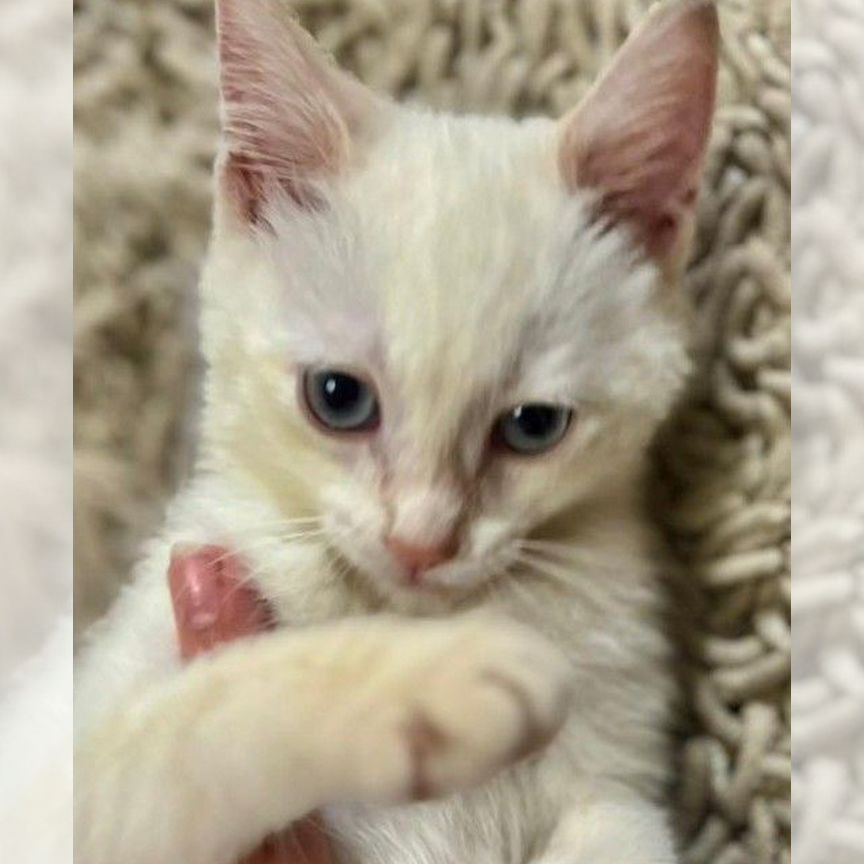 Котенок ищет дом