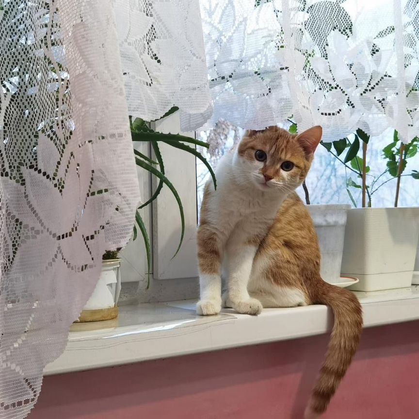 Котёнок Леся, в поиске дома