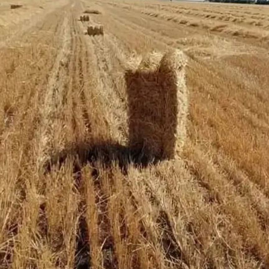 Солома в тюках