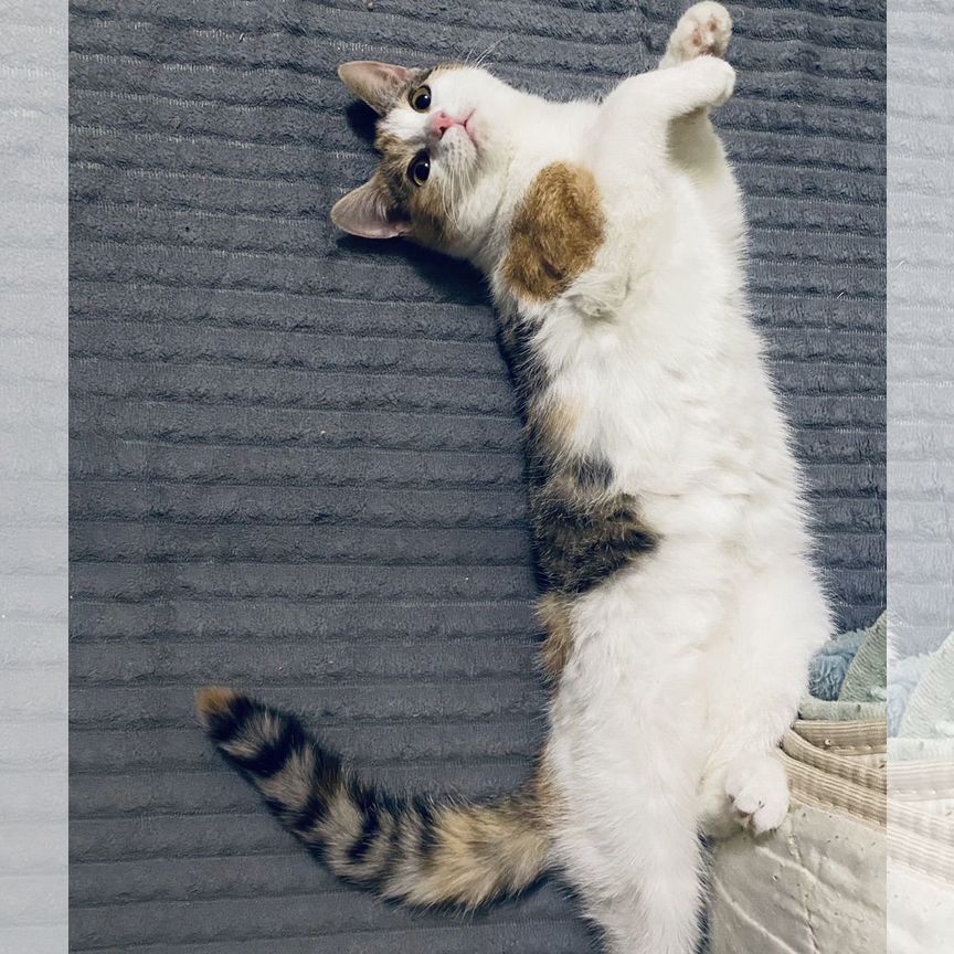 Взрослая, кошка в добрые руки