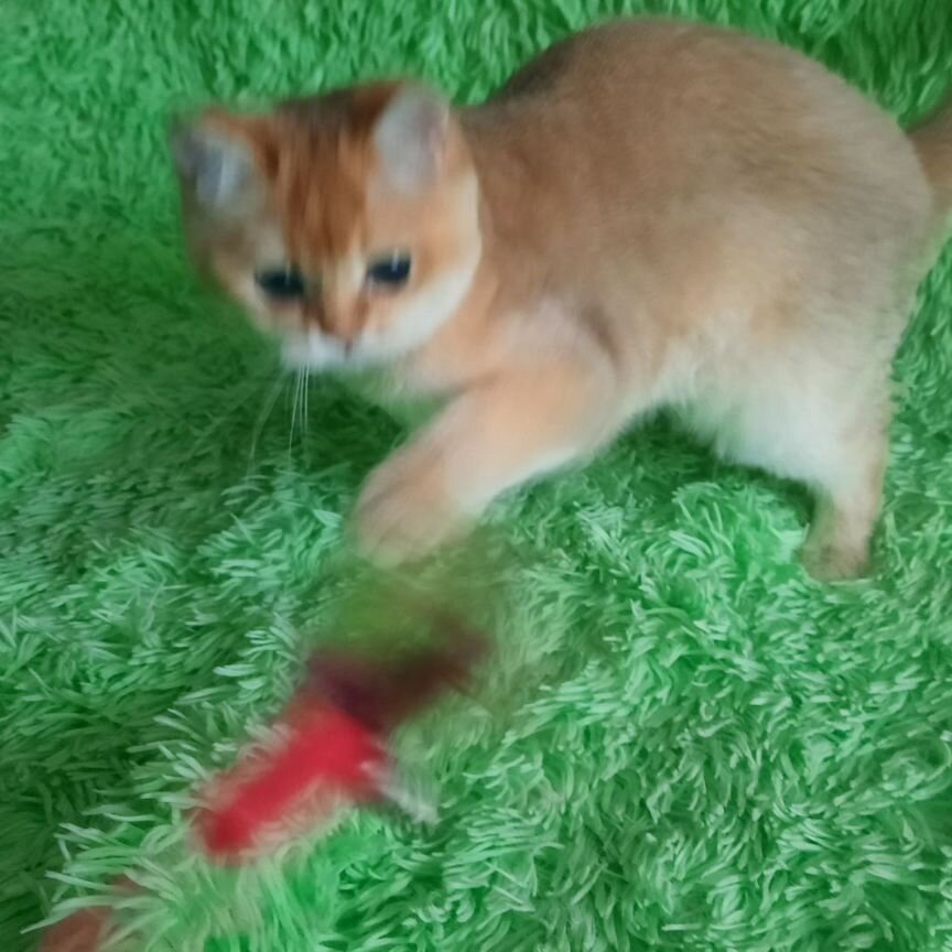 Лапочка