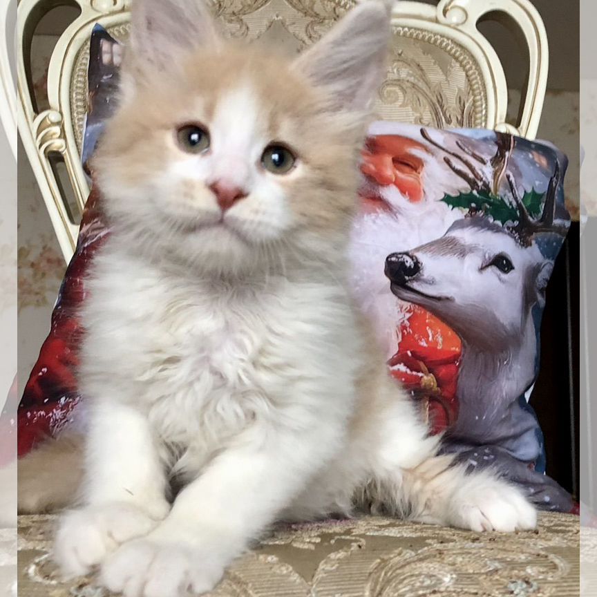 Мейн-кун котёнок