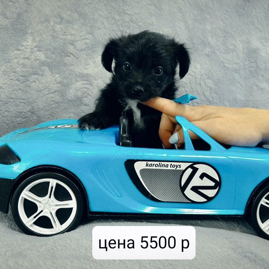 Шпицейорк/щеночек